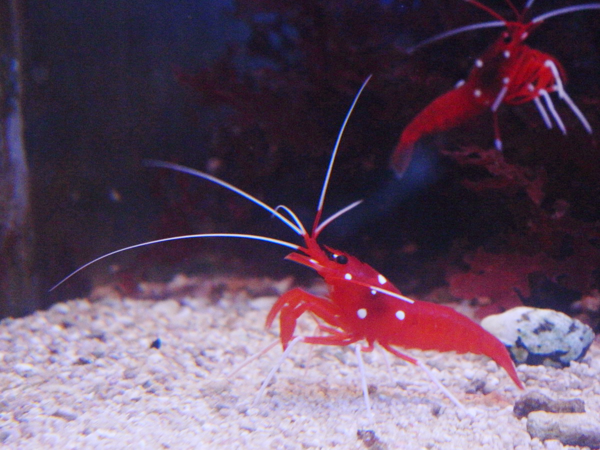 LA MULTI ANI, ROMANIA!: Creveti rosii in acvariu