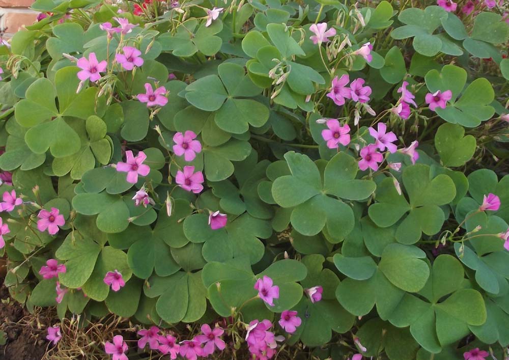 slikovnica: Ukrasna djetelina