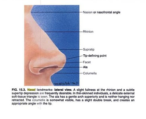 Nose Revision Surgery and Surgeons: December 2010