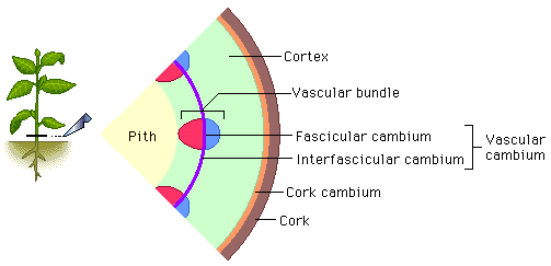 BIOND: MERISTEM LATERAL