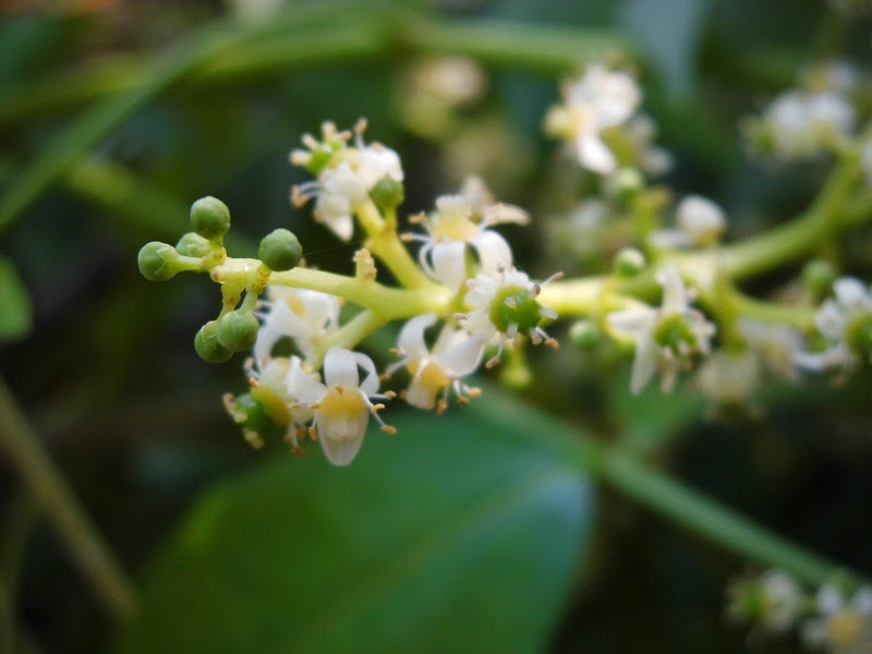Ambarella