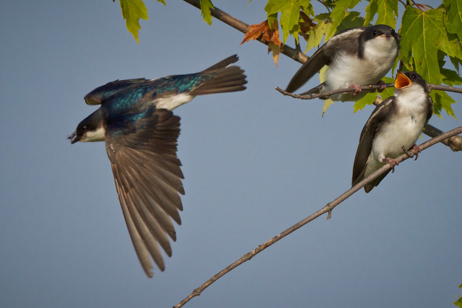 Feather Tailed Stories: Tree Swallow (juveniles)