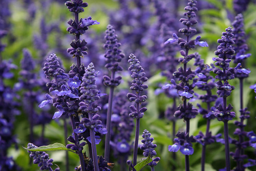 pisike putukas: salvei