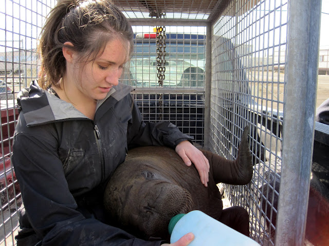 Baby Beluga: Baby Walrus Rescue