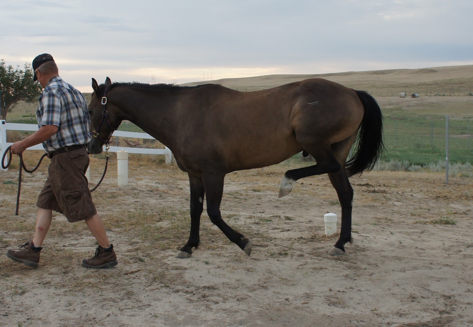 Life After Stringhalt: THE "BEFORE" PICTURES