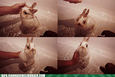 Bunny Blog: Bunny gifs