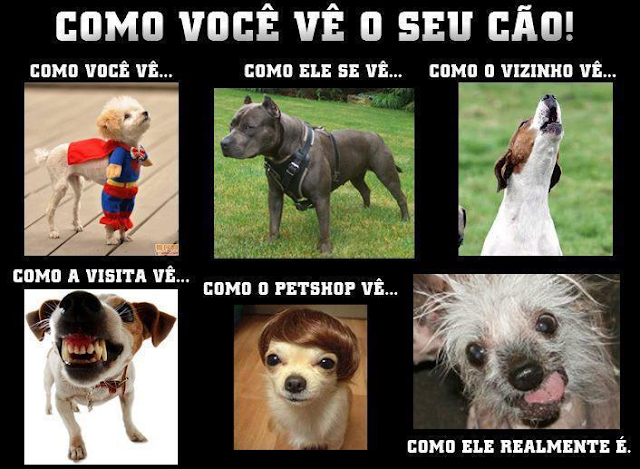 Los Memes: Como Você Vê o seu cão!