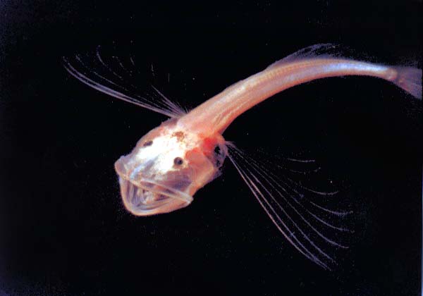 Catalogue of Organisms: The Sculpins of Baikal