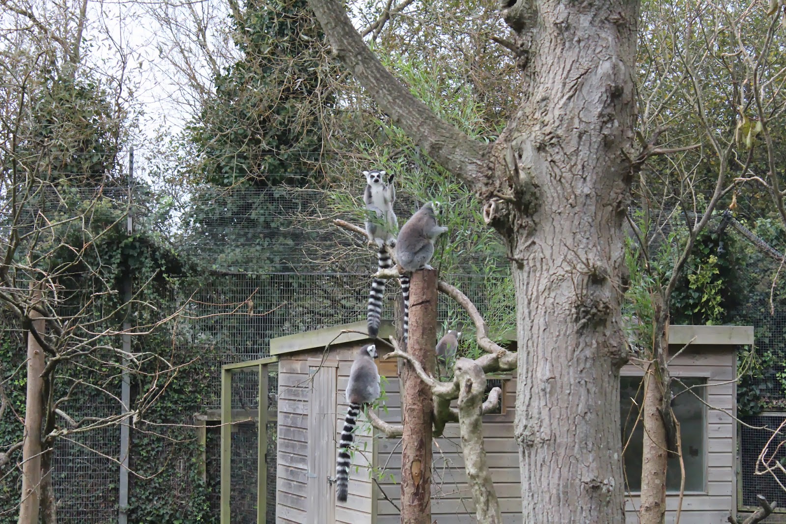 Cornwall Adventure - Newquay Zoo - chelseamamma.co.uk