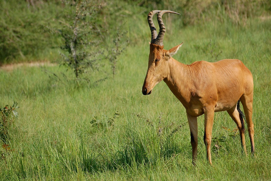 TVL: ANIMAL DA SEMANA - Búbalu