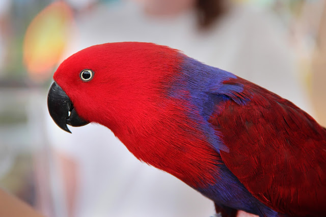 George F Photography: Red Parrot