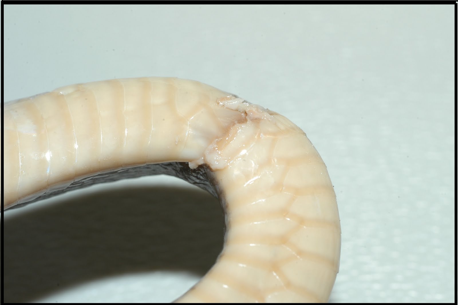 Biology of the Reptilia: Lab 1: General Anatomy of Reptiles. Chalaza ...