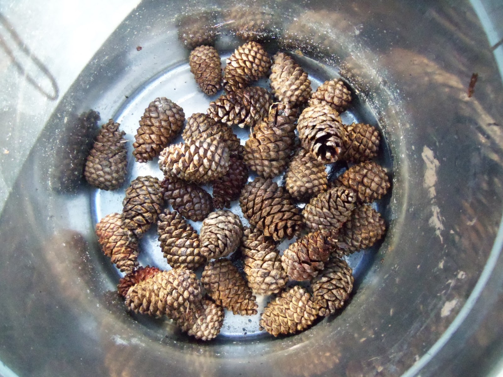Grandma Bonnie's Closet: DIY: Cinnamon Pine Cones