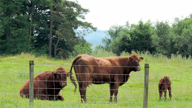 The Glebe Blog: Wigtownshire Ramblers Cuil Creetown July 2013