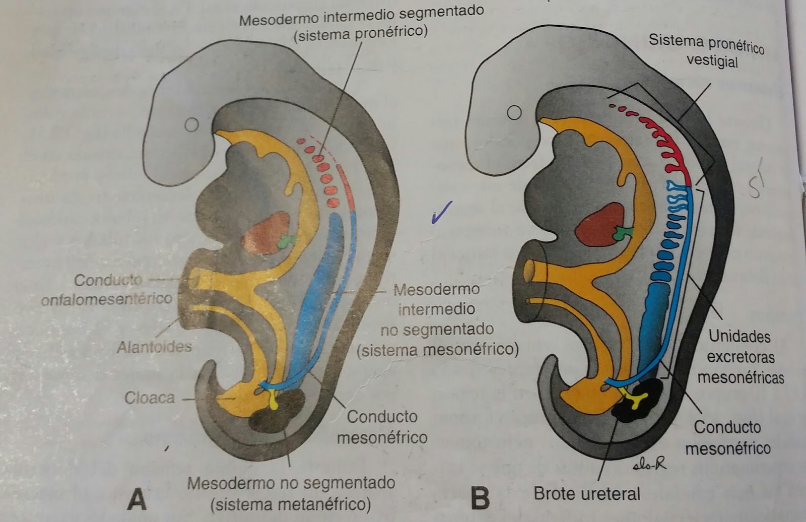EMBRIOLOGIA - MEDICINA - PRIMER SEMESTRE: 2017