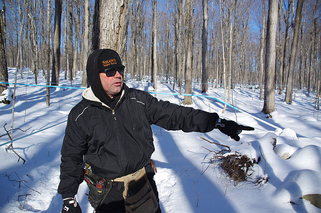 Rhapsodies of the Wise Old Bird: 2,700 tons of Maple Syrup! Men ...