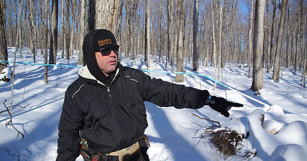 Rhapsodies of the Wise Old Bird: 2,700 tons of Maple Syrup! Men ...