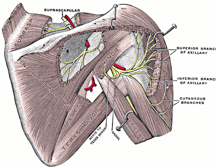 UW Shoulder and Elbow Academy: Protecting the anterior branch of the ...