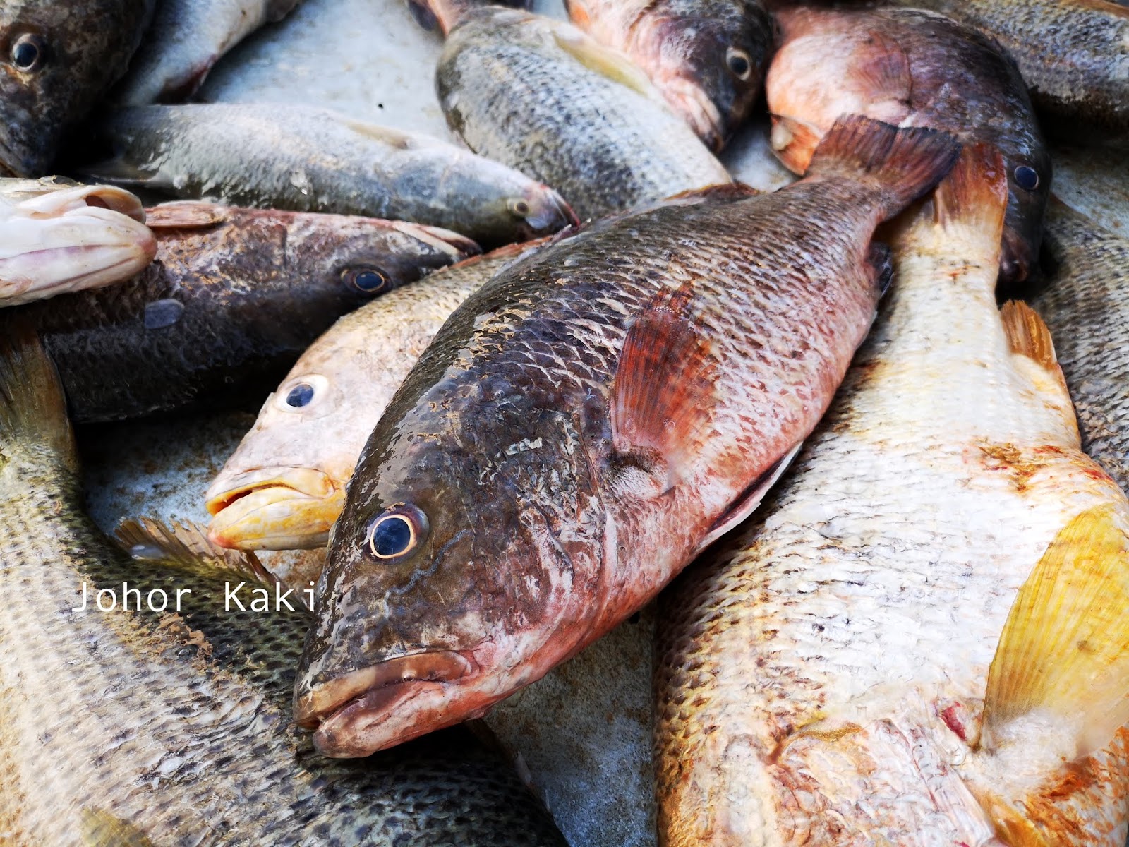 Where to Buy Fresh Fish in JB. Pasar Ikan Bakar Batu in Permas Jaya ...