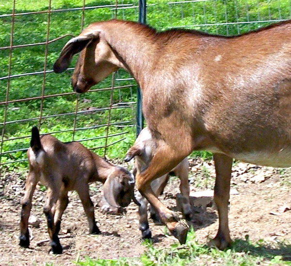 Recordkeeping on the Homestead: Goat Records (including free printables ...