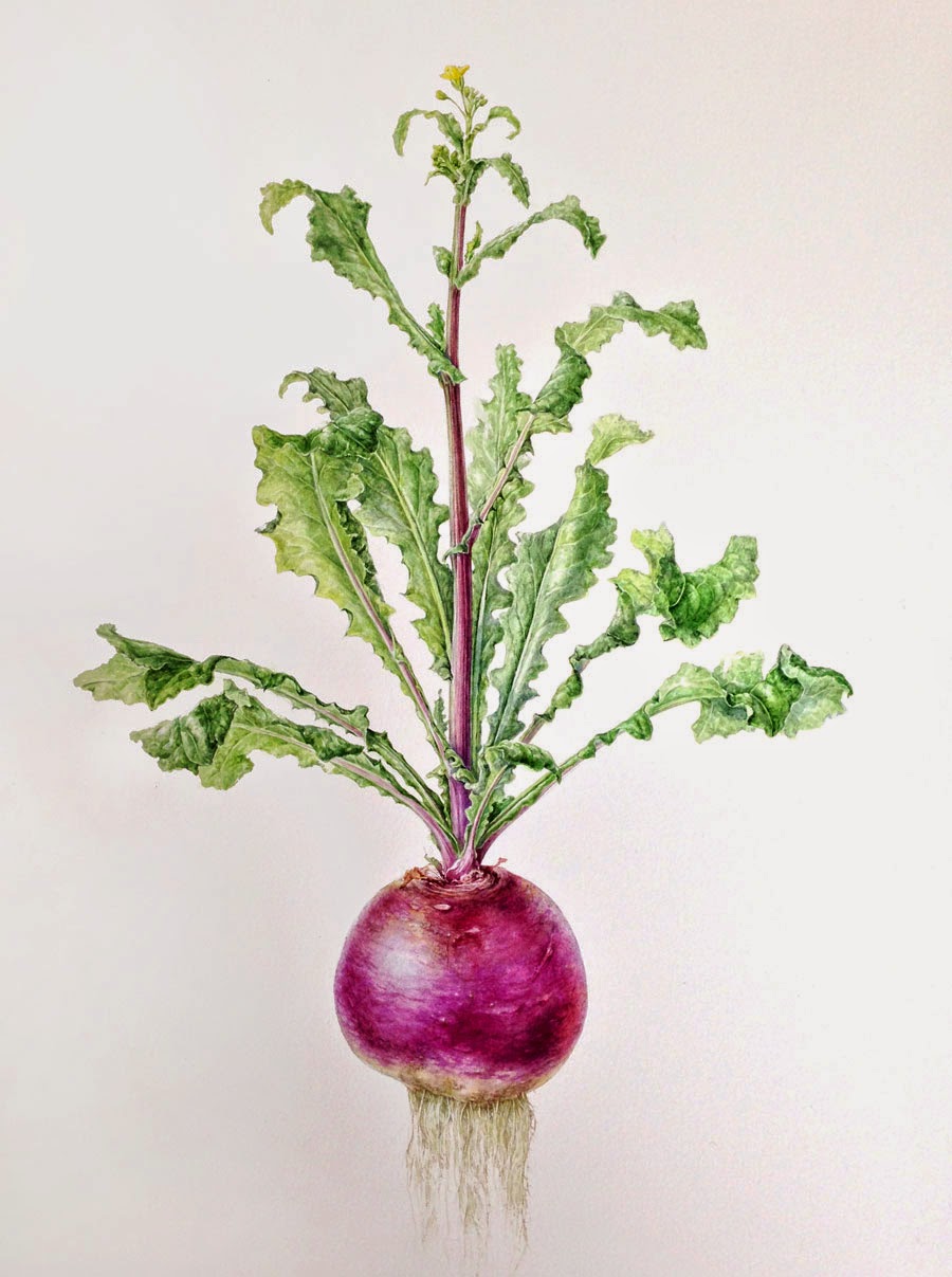 Botanical Drawing Beet