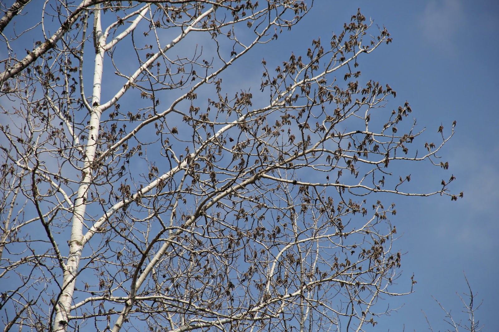 Isabella Conservation District Environmental Education Program ...