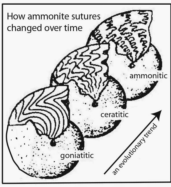 PALEO & GEO TOPICS: Comments by R. L. Squires: Ammonite sutures