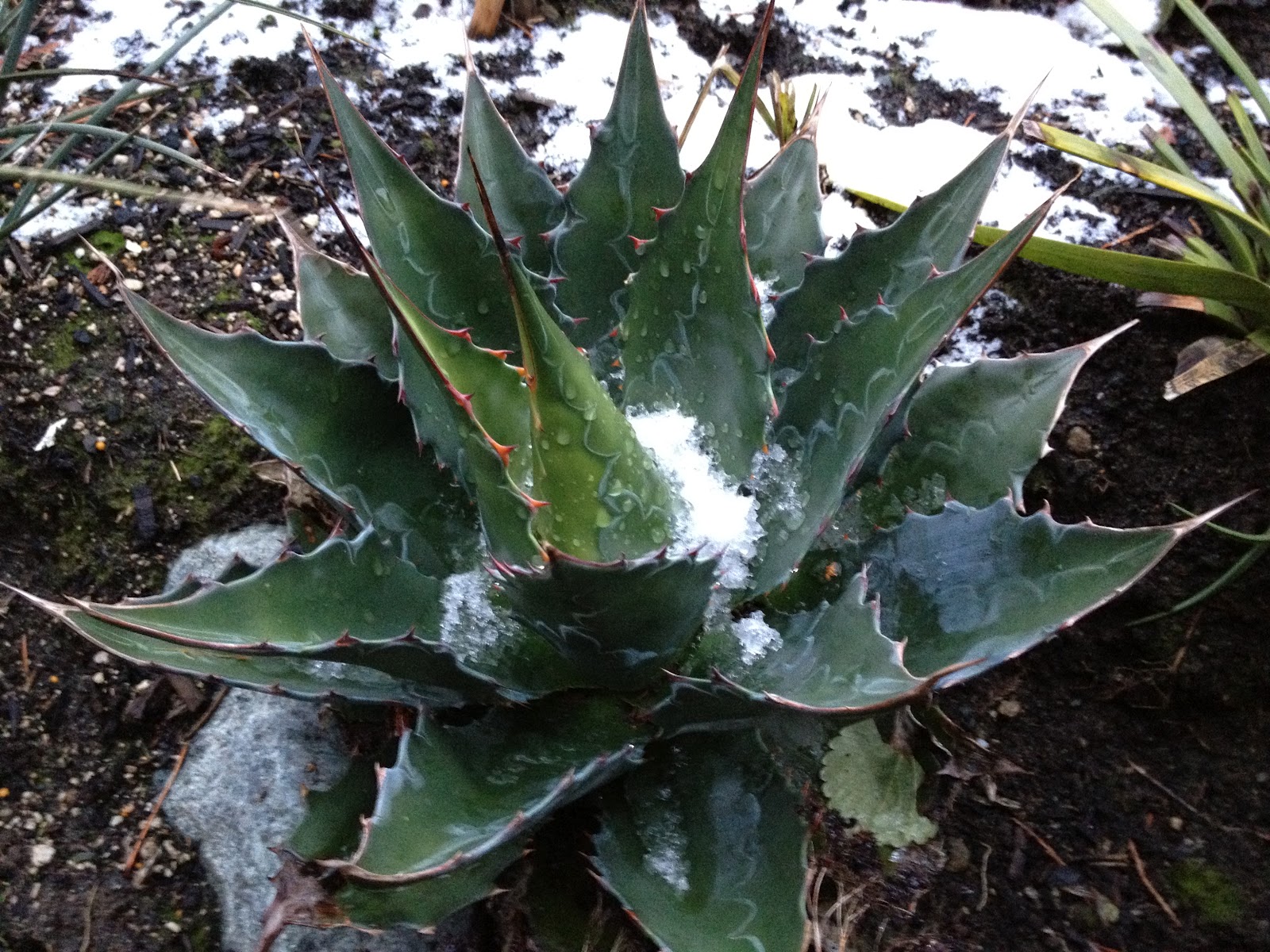 Plants of the Galicic Garden: Agave montana