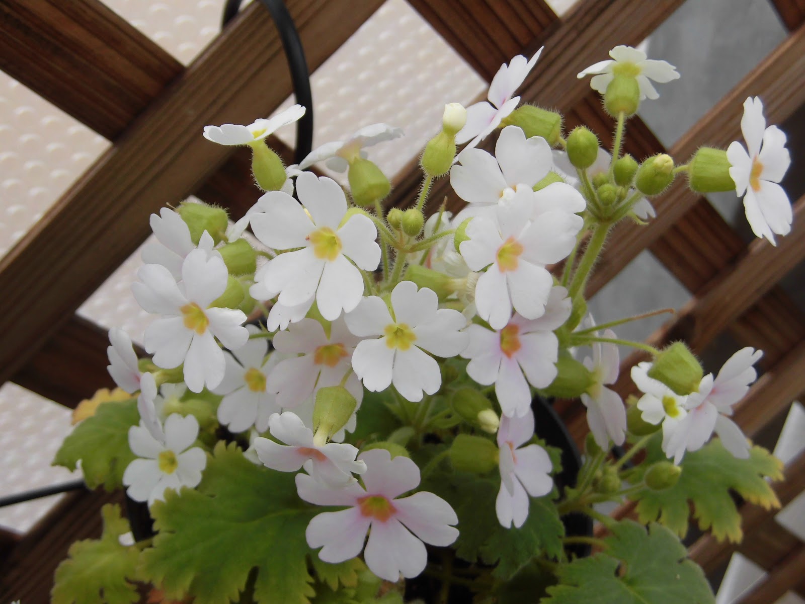 60歳で無職の優雅な日々: プリムラ・シネンシス・ジョリーステラパール Primula sinensis 'Jory stella pearl'