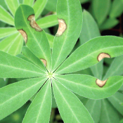 House Plants Care and Guides: Types of Houseplan Fungus