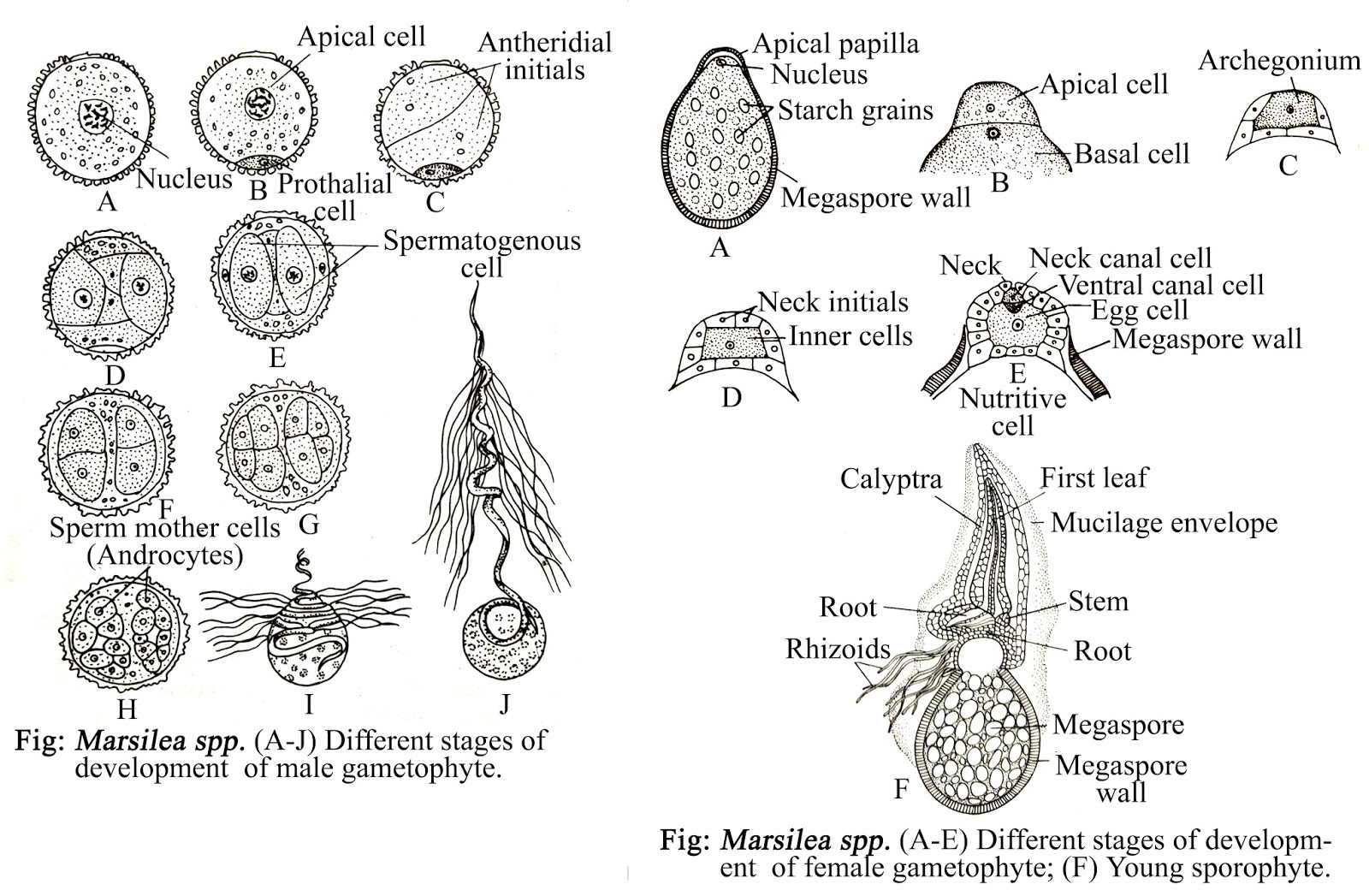 Marsilea Diagram