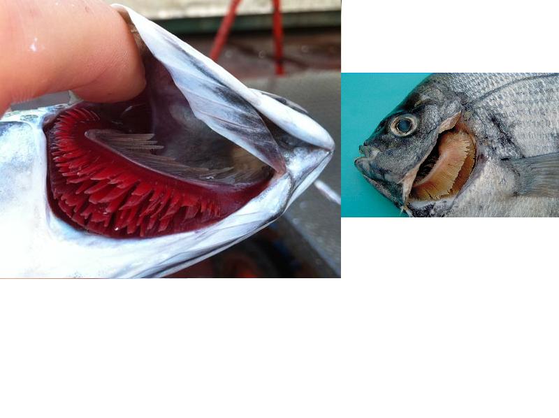 tutte le ricette del mondo: Pesce fresco, siamo sicuri?