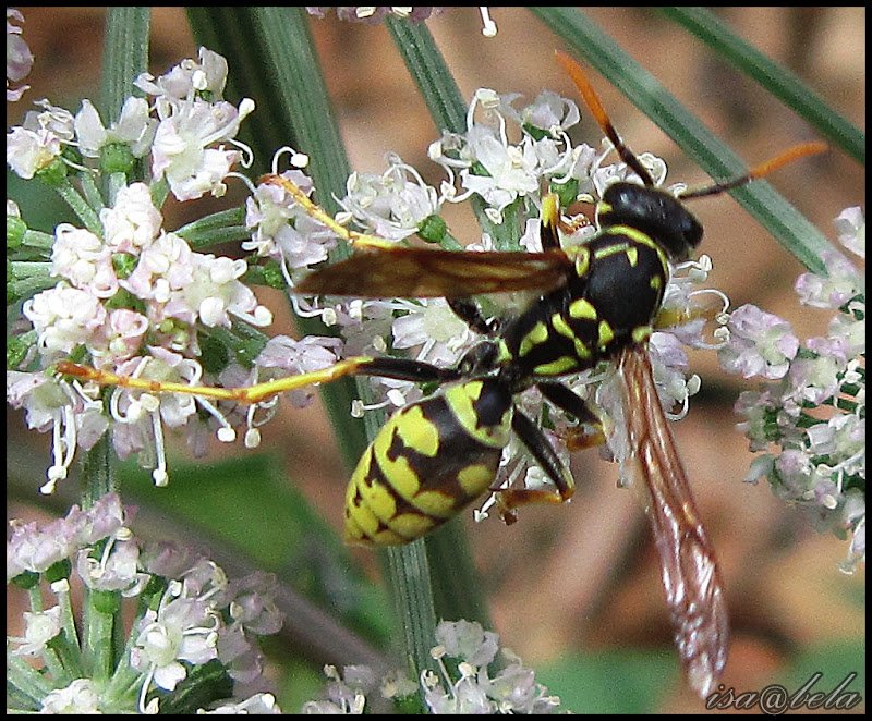 Bicharada e Aves: Vespa ...