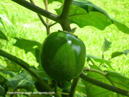 F L O R A: Terong Asam