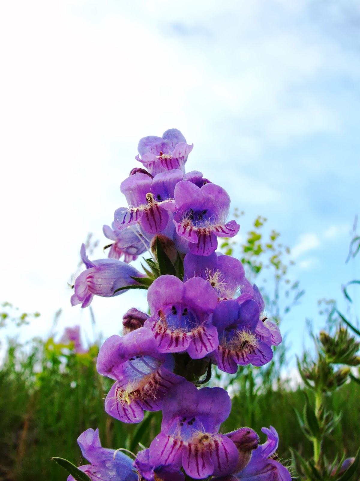 Flora montana: Penstemon