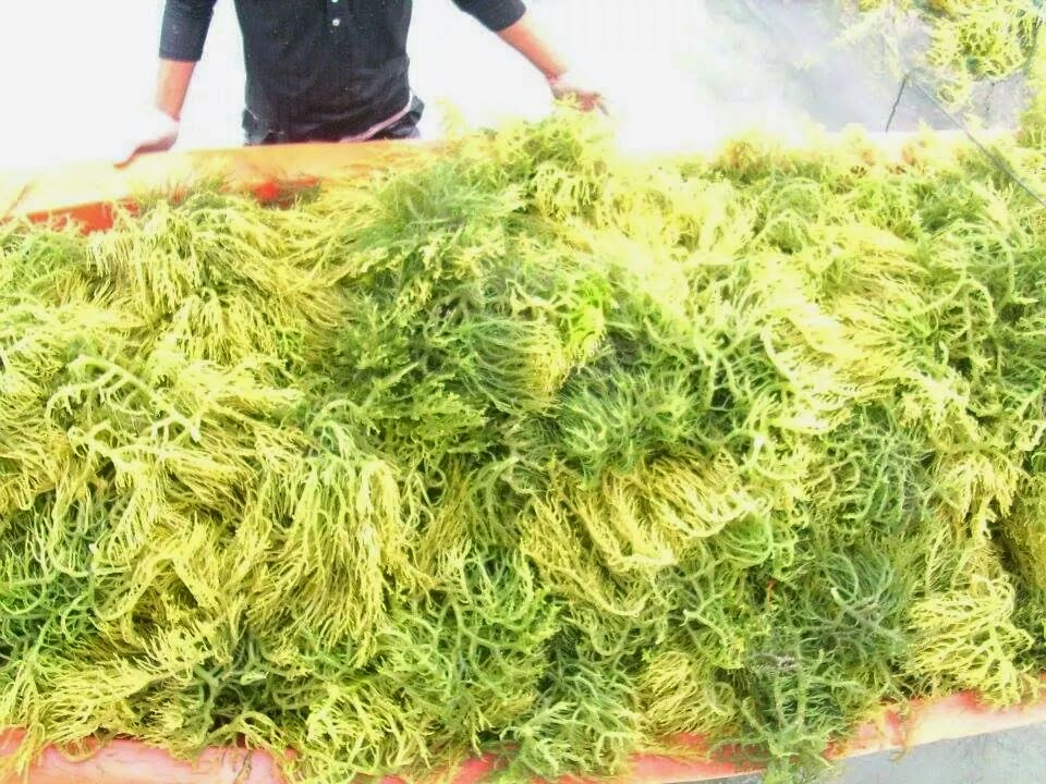 Rumput Laut Indonesia: Potensi besar pengembangan Rumput Laut Eucheuma ...