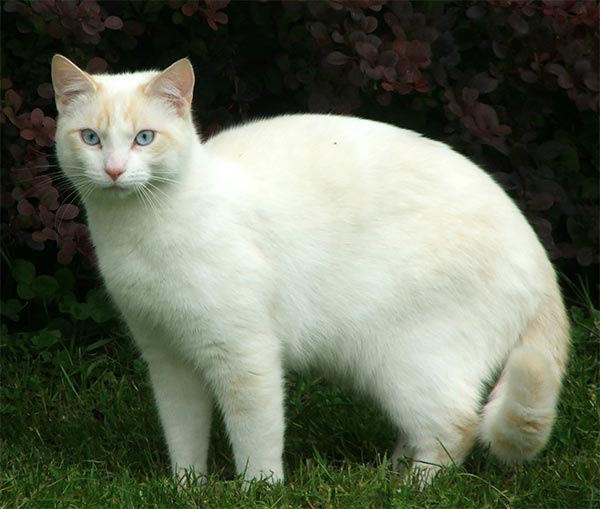White Cat - Images Animal