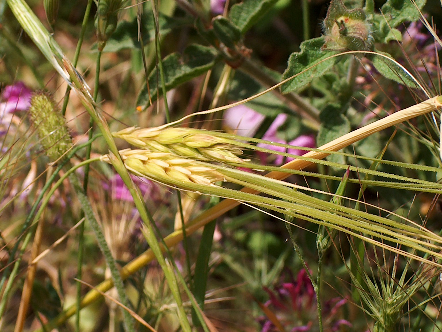 ESSENCE OF ROCK : Our Daily Bread and Ancient Wheat