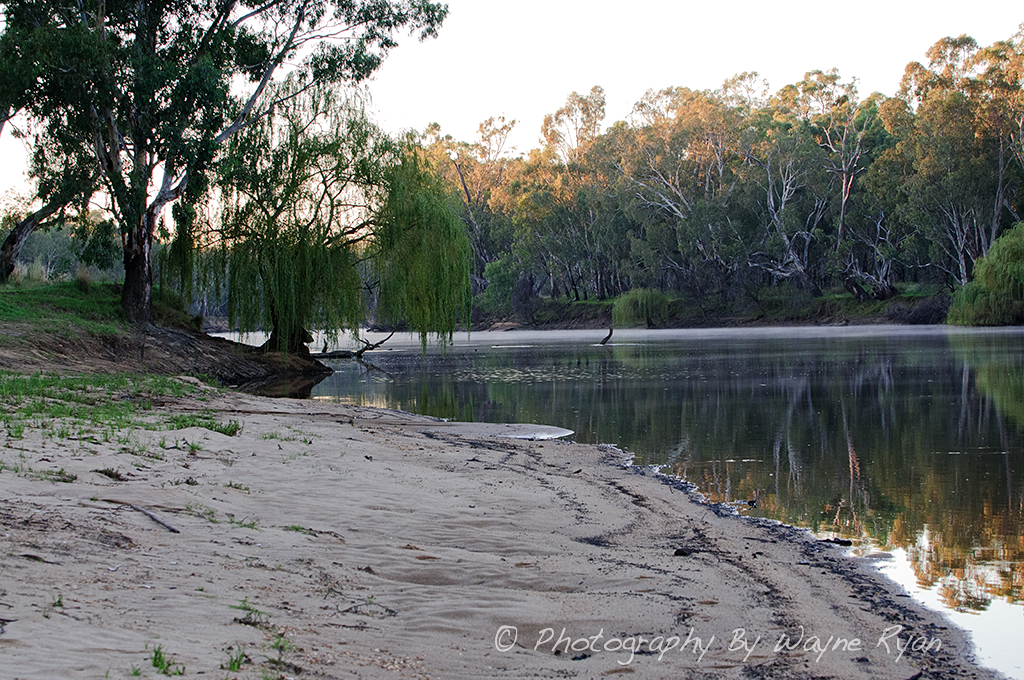 Wayne Ryan's blog: Mulwala State Forest NSW