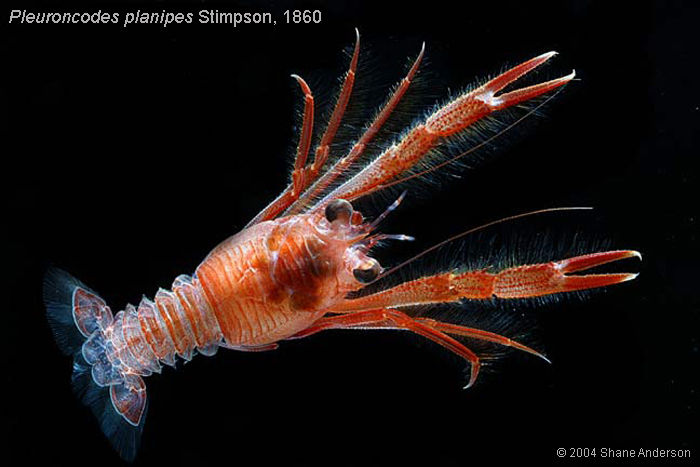 Real Monstrosities: Squat Lobster