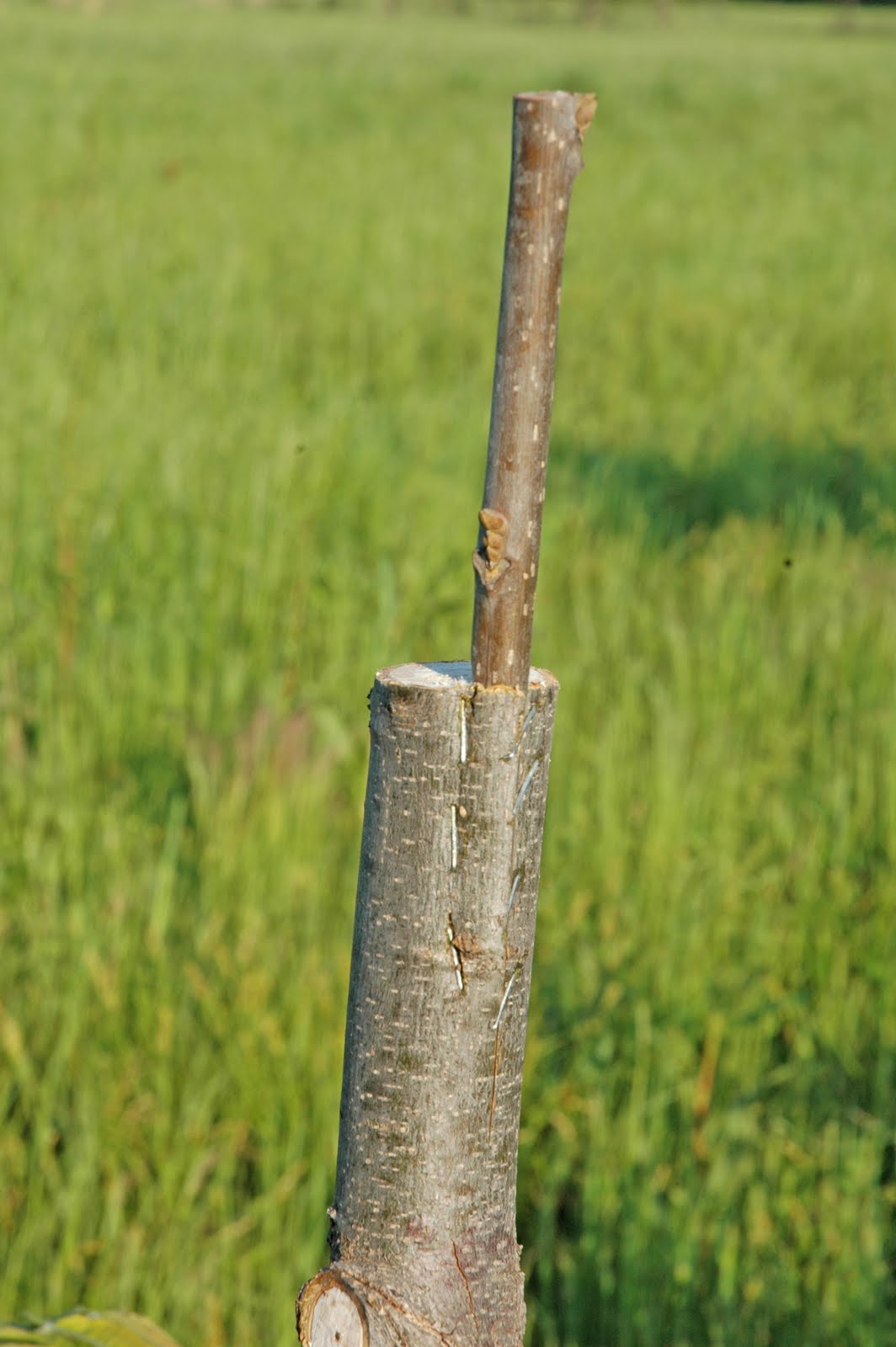 Northern Pecans: Bark grafting