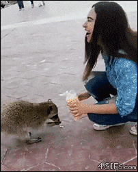 Funny animal gifs - part 292 (10 gifs)