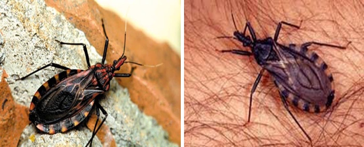 PETROLINA E MAIS 9 CIDADES ESTÃO EM ALERTA PARA CASOS DA DOENÇA DE ...