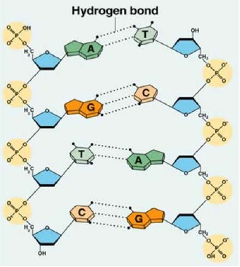 DNA | SMK SMAK Makassar