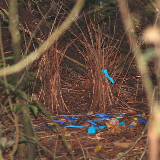 Desert Harrier: Down Under Part II