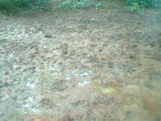 SALT LICK (Natural salt lick)