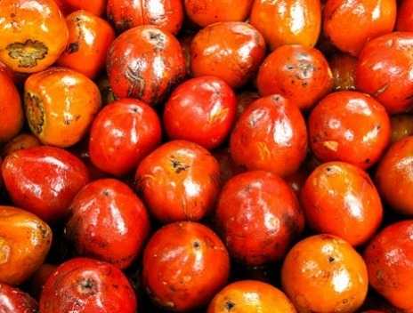 PLAAN : CHONTA - Bactris gasipaes