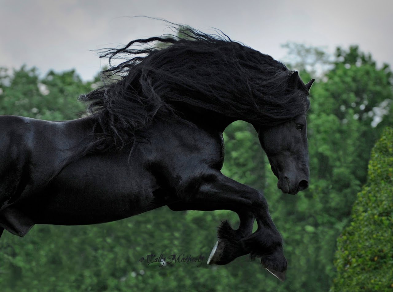 White Wolf : Meet Frederik The Great, A Stunning Friesian Stallion From ...