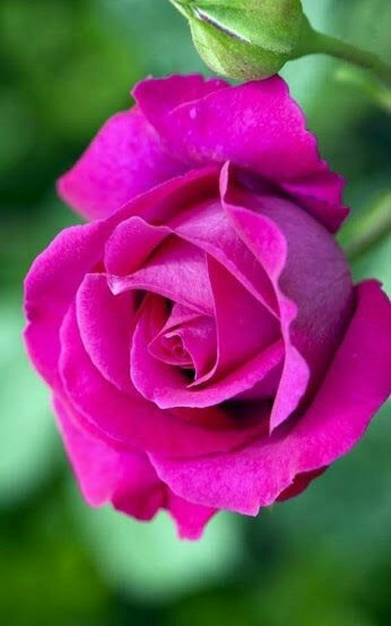 Pure Rose | Garden Ideas
