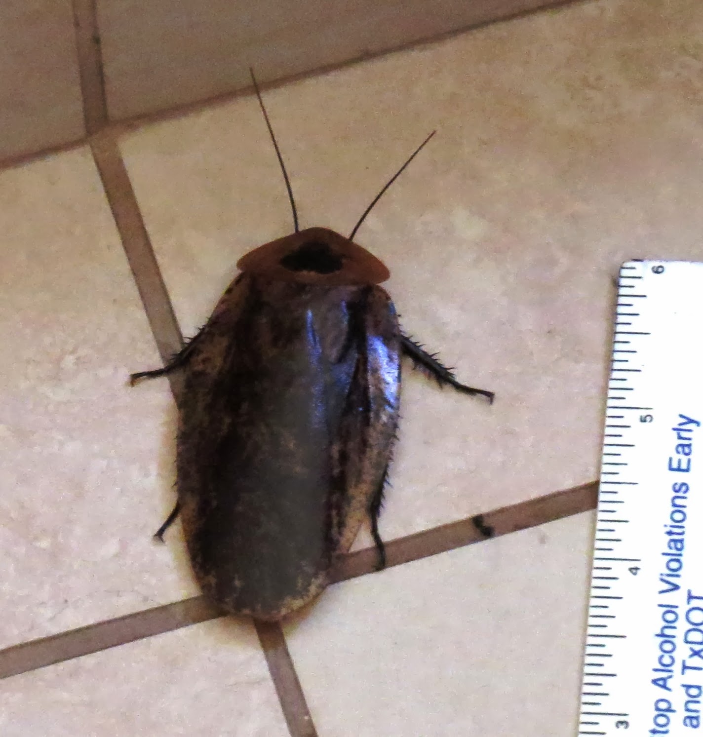 Giant Costa Rican Roach! - Costa Rica HAPPY